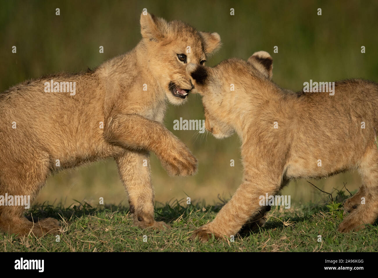 Close-up of two lion cubs playing together Stock Photo - Alamy