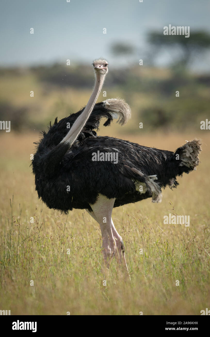 Common ostrich stands in grass twisting body Stock Photo - Alamy