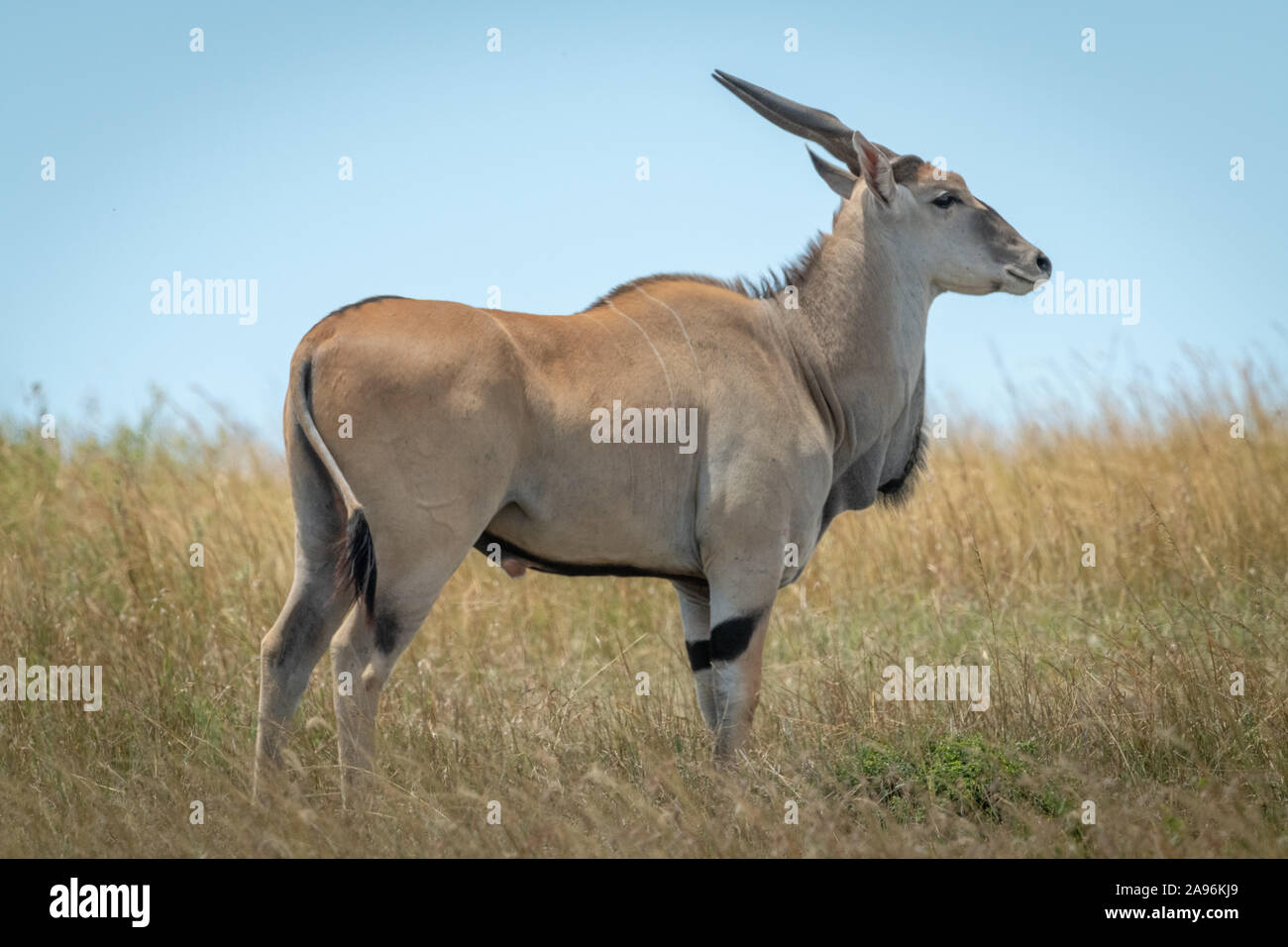 Common eland stands in grass in profile Stock Photo - Alamy