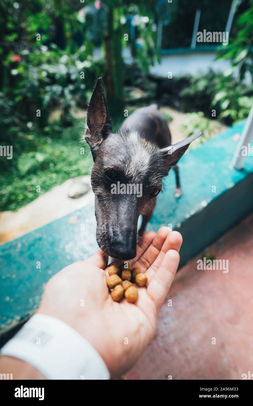 Feeding a dog Stock Photo - Alamy