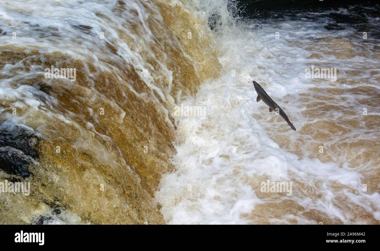 Atlantic salmon eggs hi-res stock photography and images - Alamy