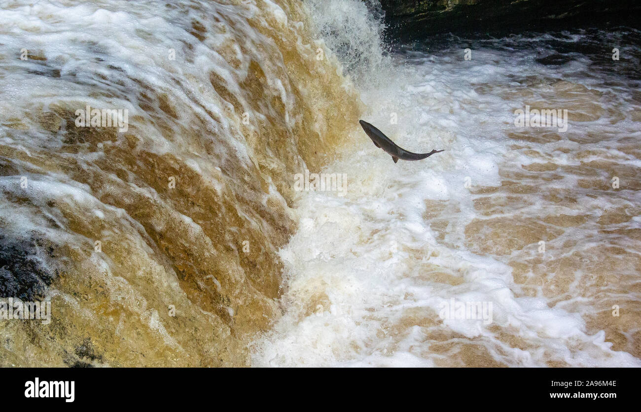 Atlantic salmon eggs hi-res stock photography and images - Alamy