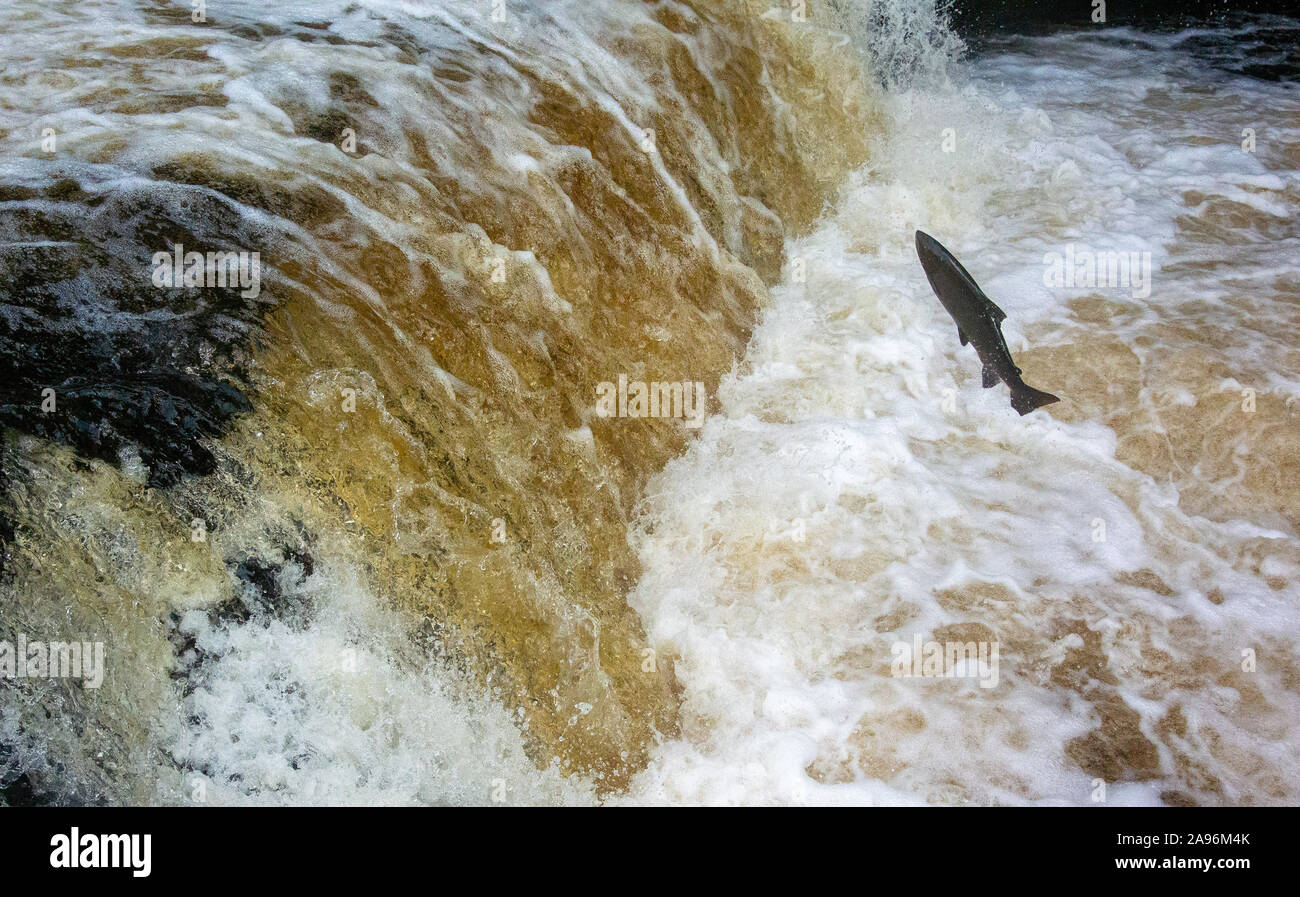 Atlantic salmon eggs hi-res stock photography and images - Alamy