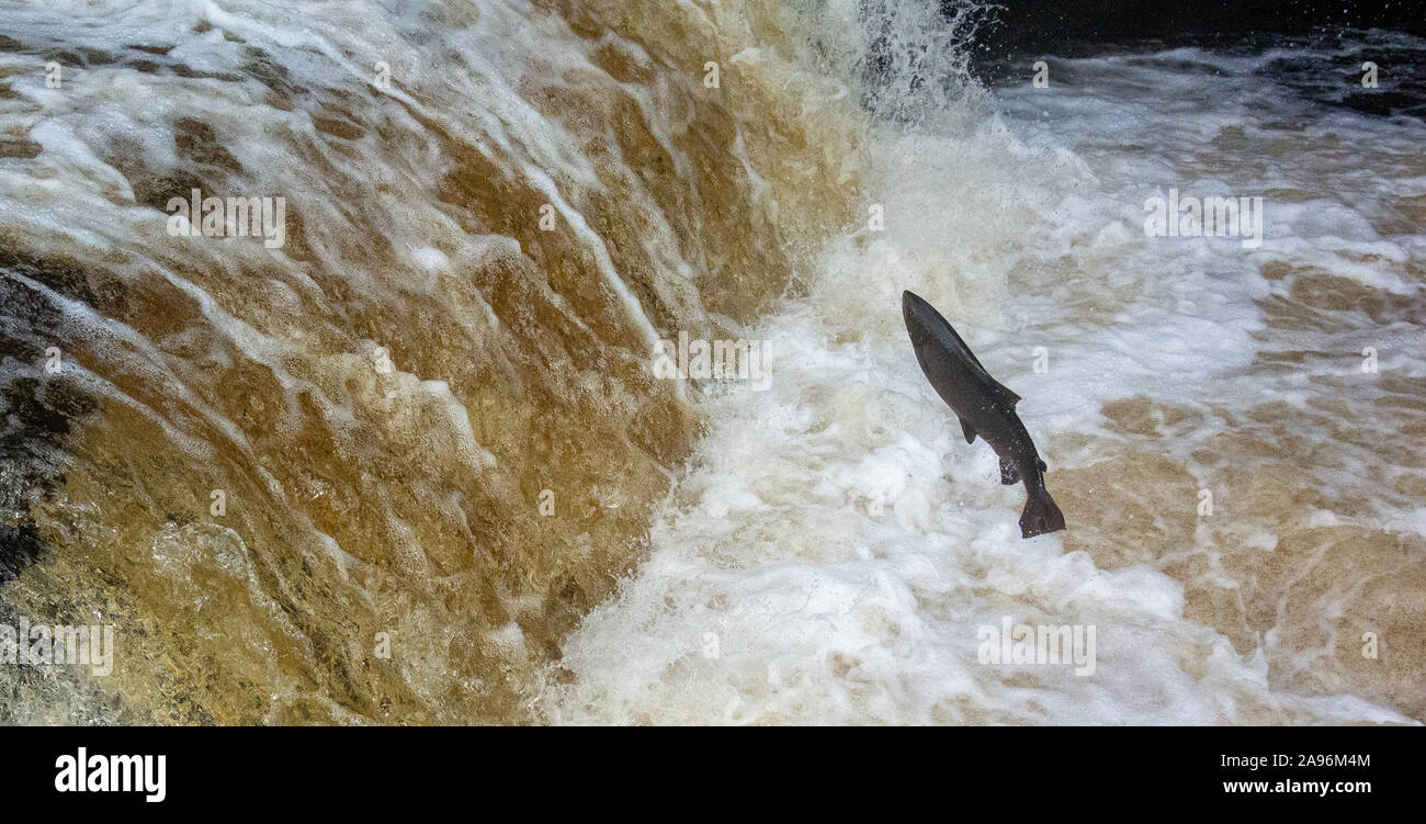Atlantic salmon eggs hi-res stock photography and images - Alamy