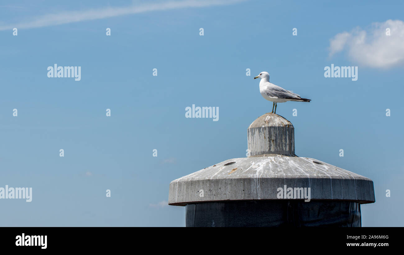 Lone seagull standing on a piling at a dock in Jamestown, Virginia ...