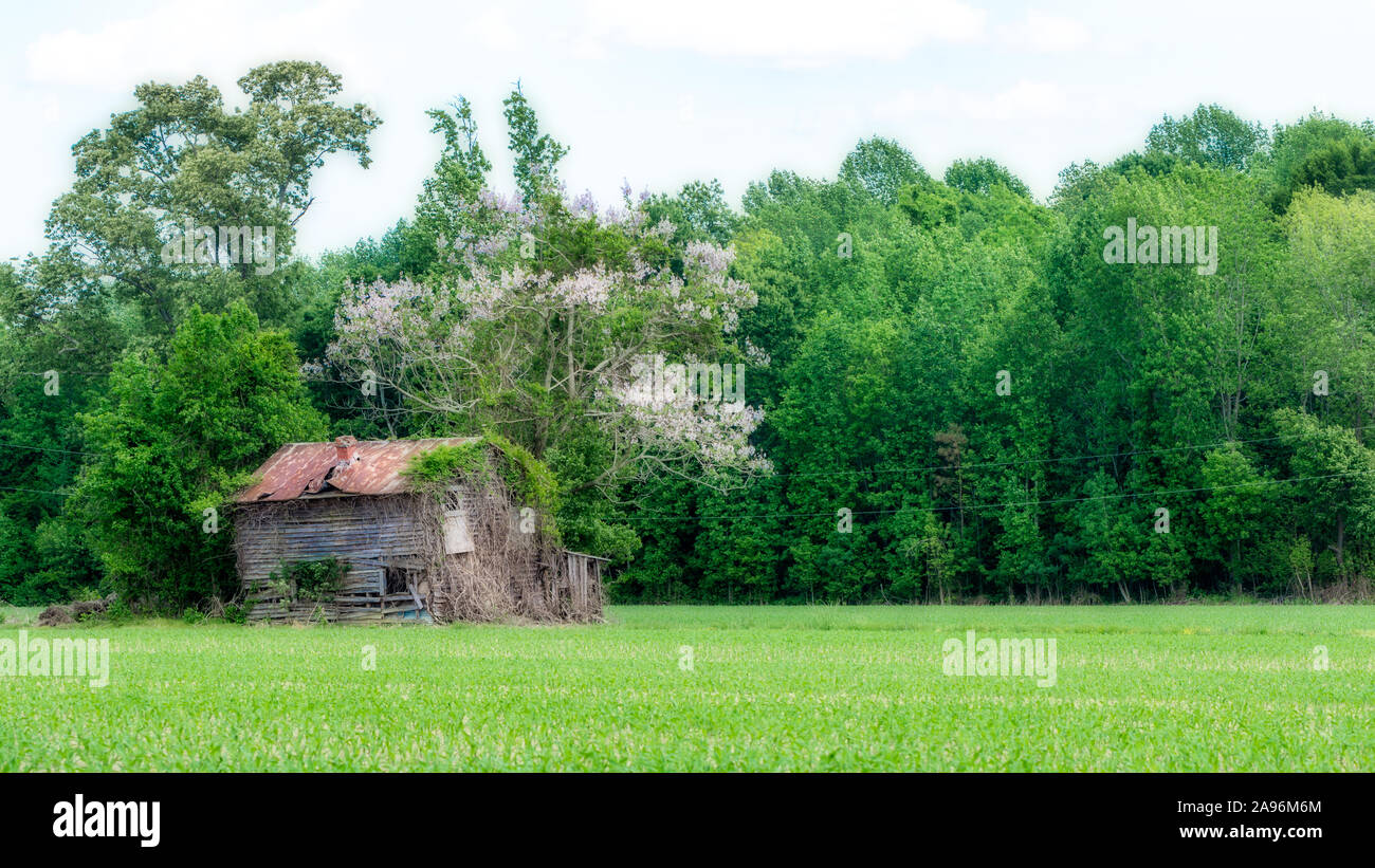 Dilapidated, rundown old farmhouse in field surrounded by trees Stock Photo - Alamy