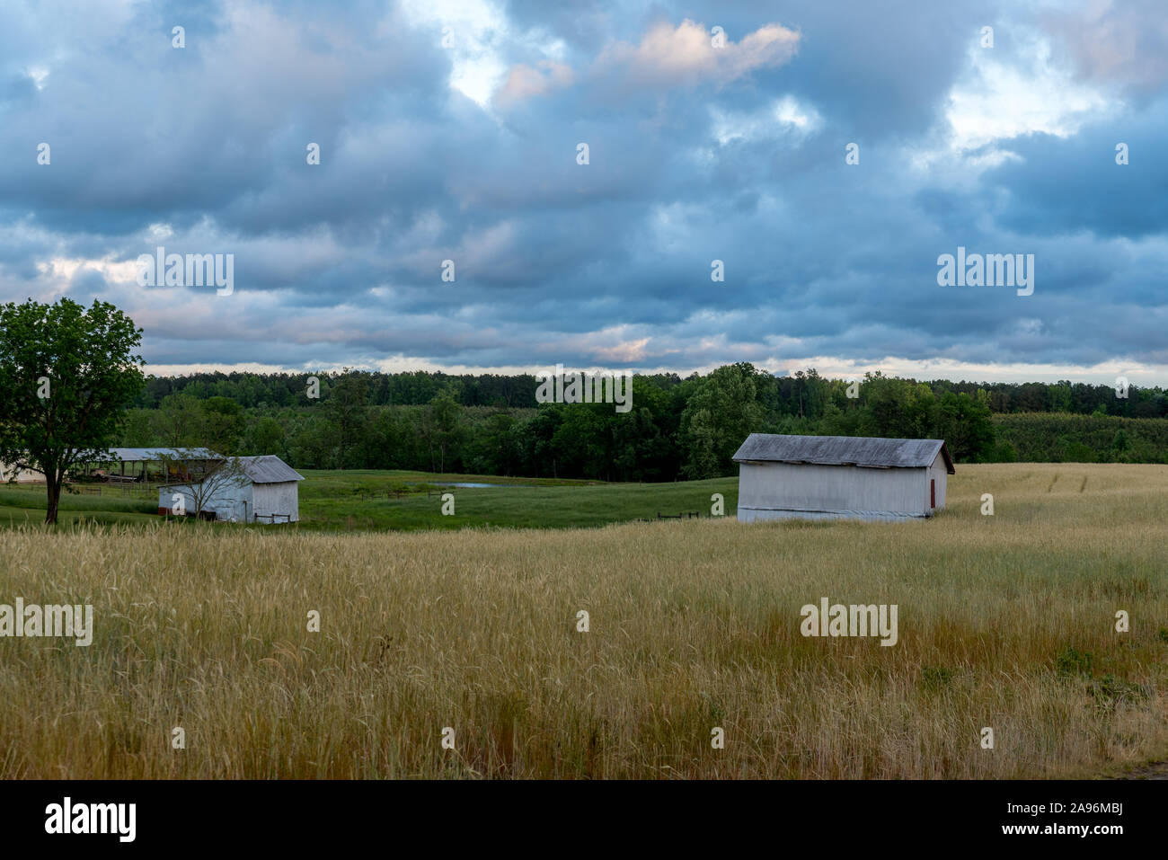 White barn in a field or dry grasses with sky and clouds in the ...