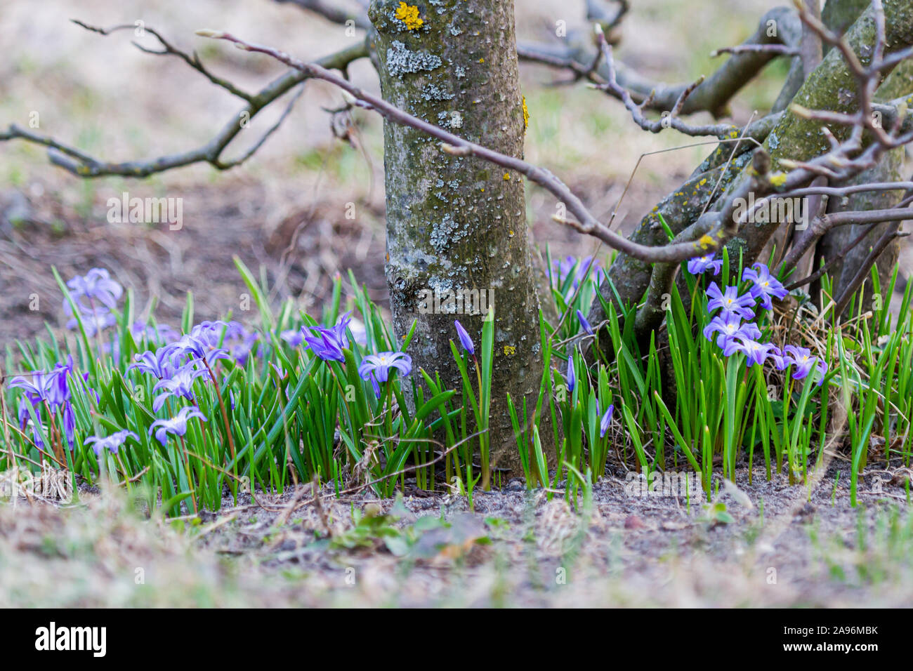 first forest flowers under a dry tree Stock Photo - Alamy