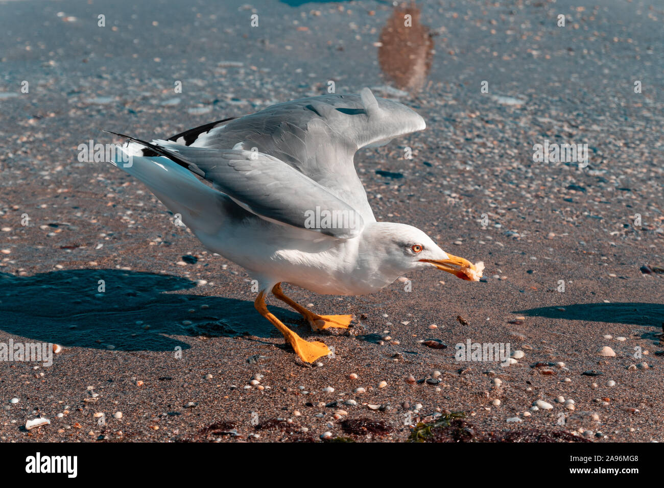 Seagull grab a piece of bread on the sand of a sea or ocean. Sunny ...