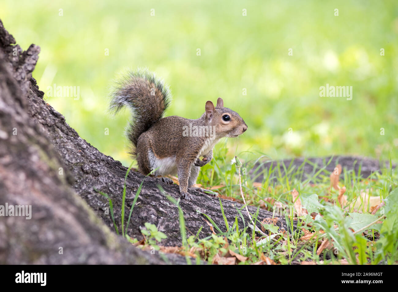 Alert grey squirrel poised with bushy tail raised at the foot of a tree ...