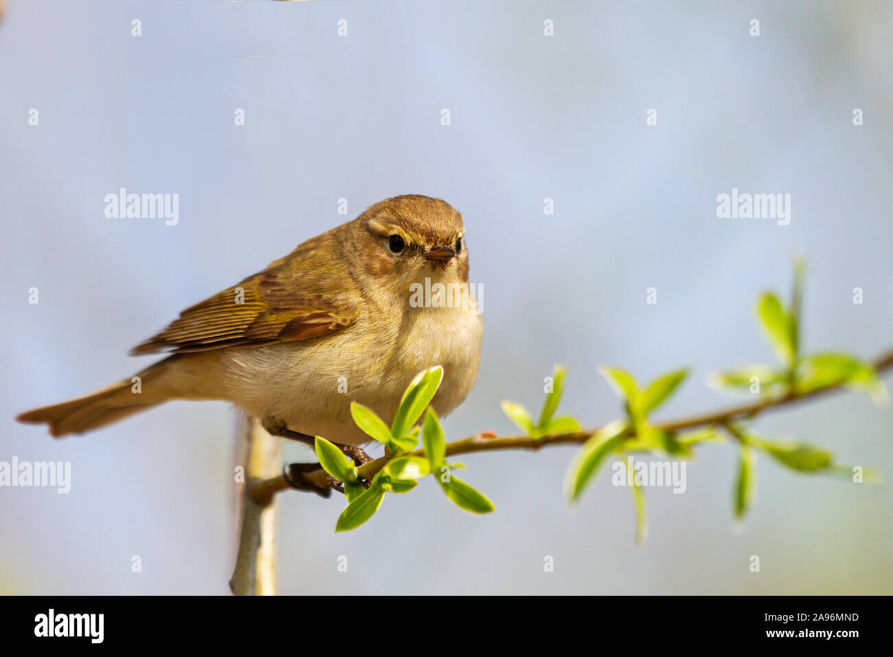 spring bird on a branch with first leaves Stock Photo - Alamy