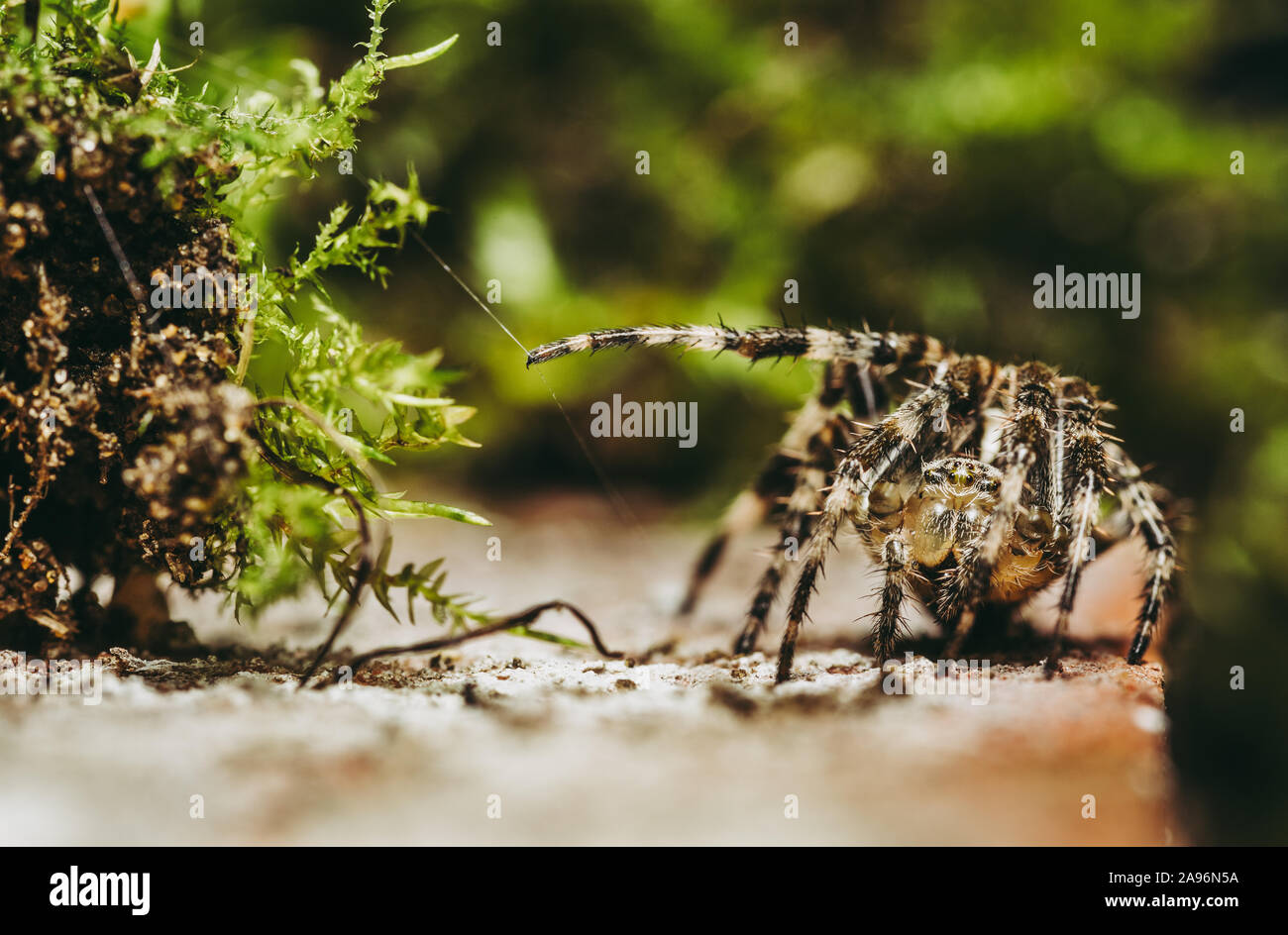 A spider outdoors in the uk, sat on a brick wall surrounded by moss ...