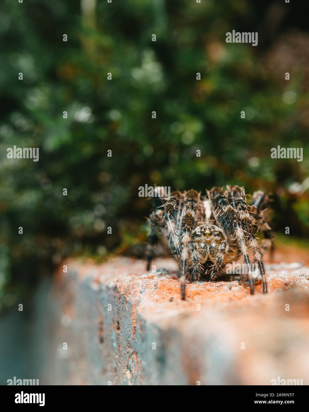 A spider outdoors in the uk, sat on a brick wall surrounded by moss ...