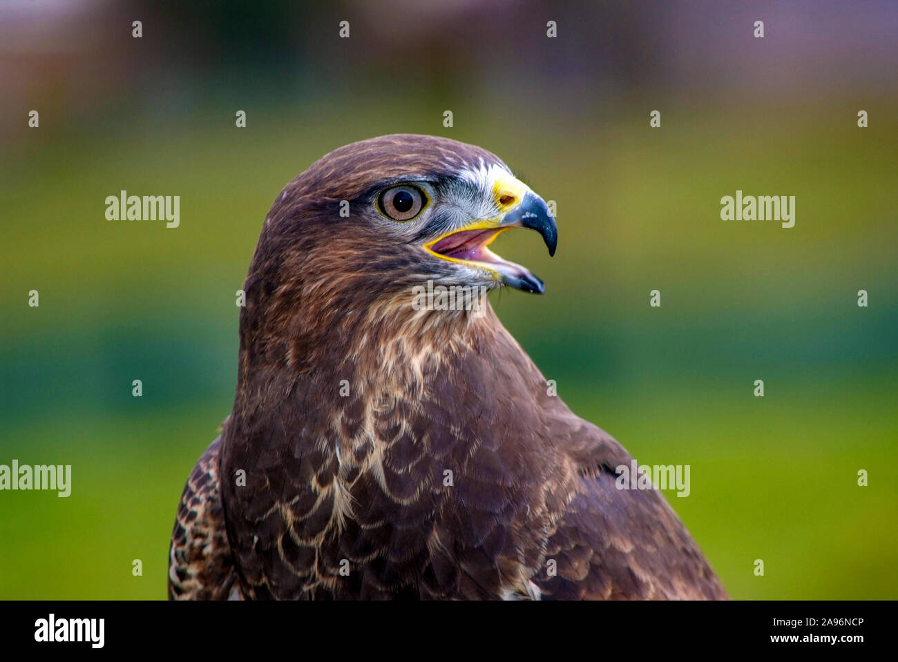 Beautiful bird prey common hi-res stock photography and images - Alamy