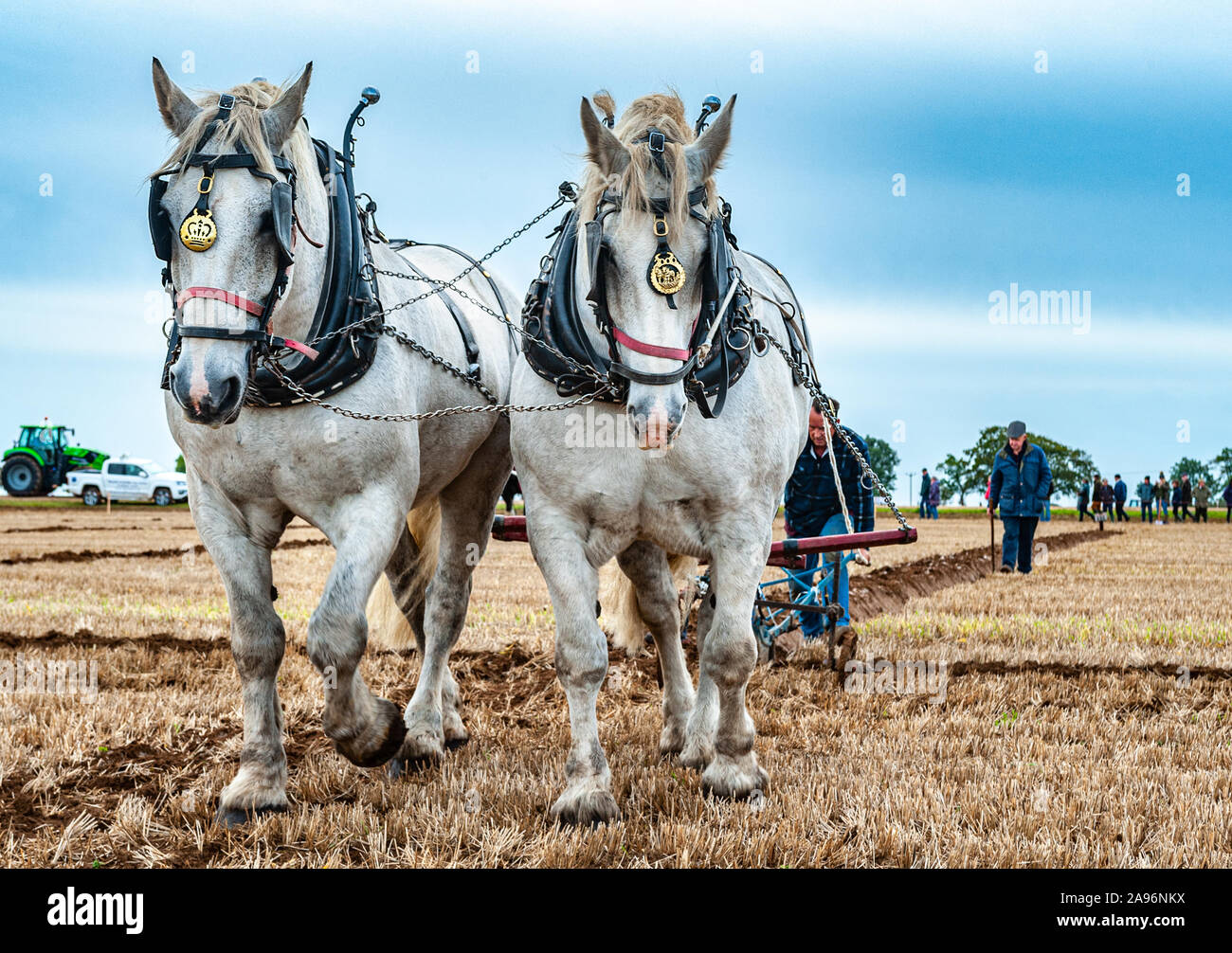 Draught horses pulling plough hi-res stock photography and images - Alamy