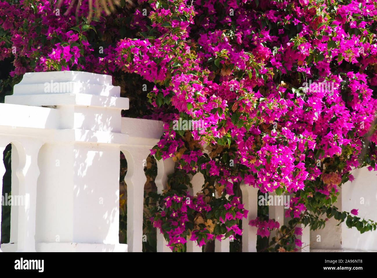 Bougainvillea in bloom in spain hi-res stock photography and images - Alamy