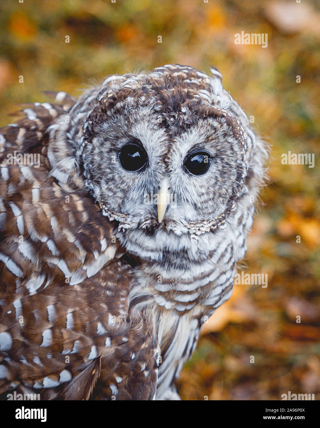 Beautiful owl hi-res stock photography and images - Alamy