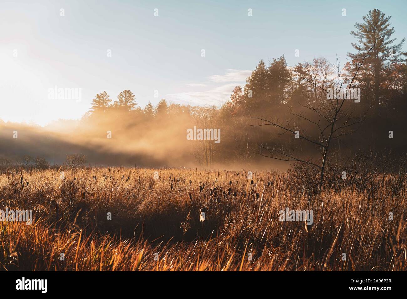 A bright colorful vivid landscape with beautiful trees and sunsets and ...