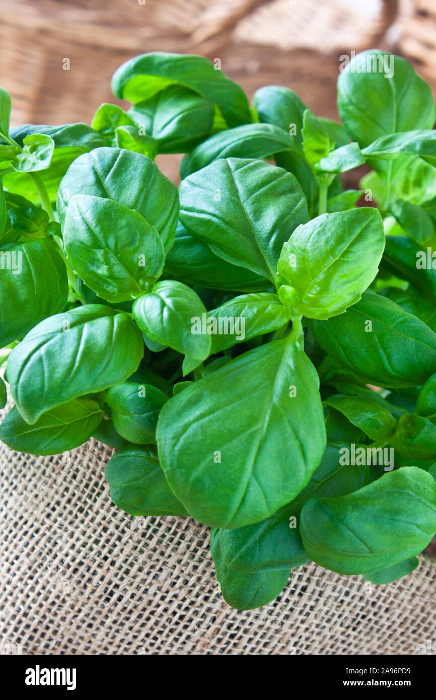 Fresh Basil Leaves Stock Photo - Alamy