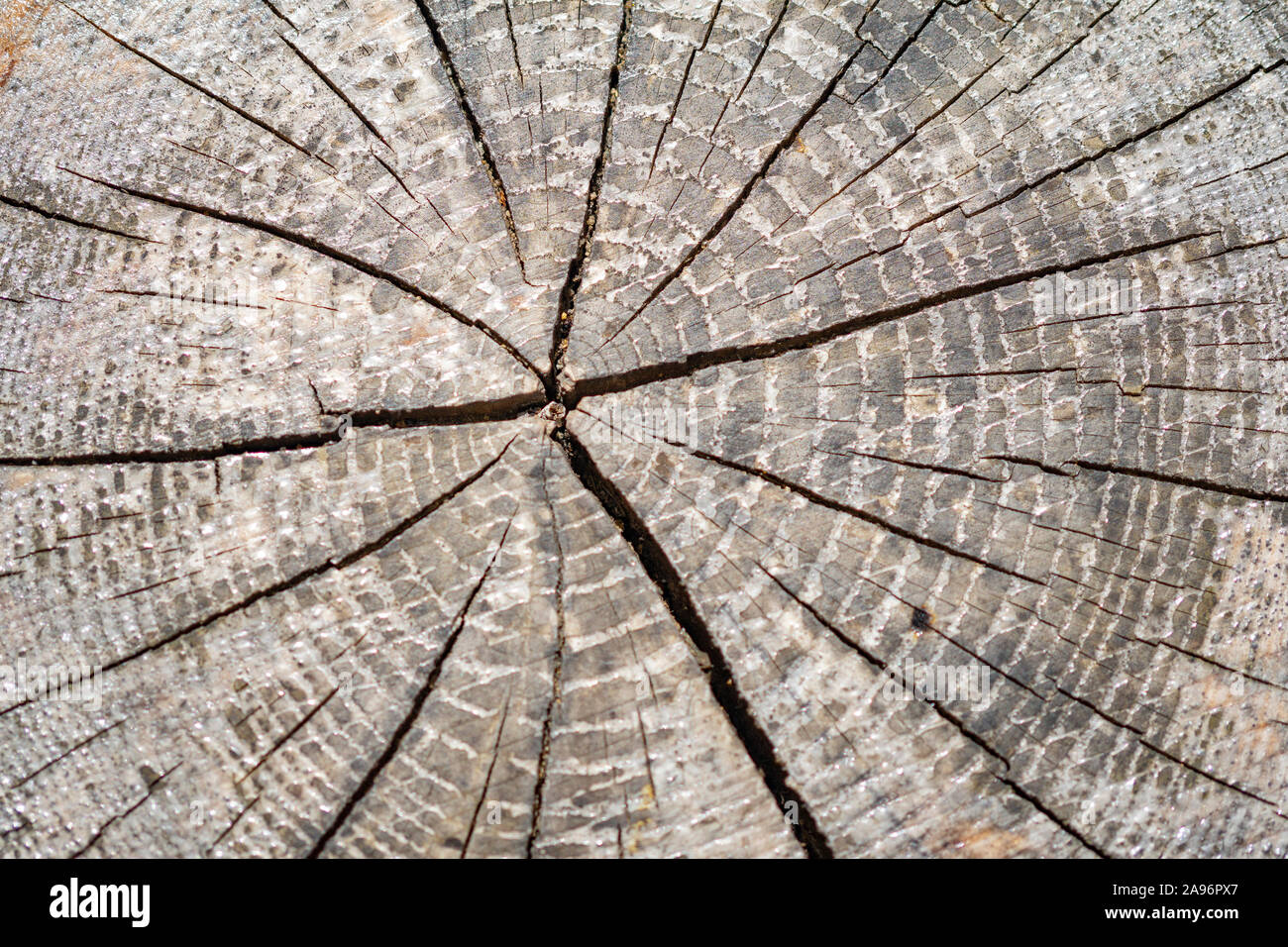 A close up shot of a tree trunk for usage as a background image for ...