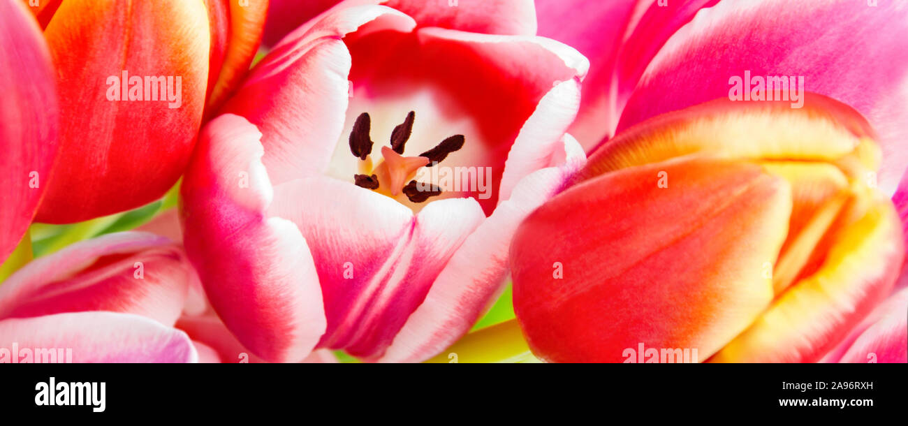 Tulips mixed garden hi-res stock photography and images - Alamy