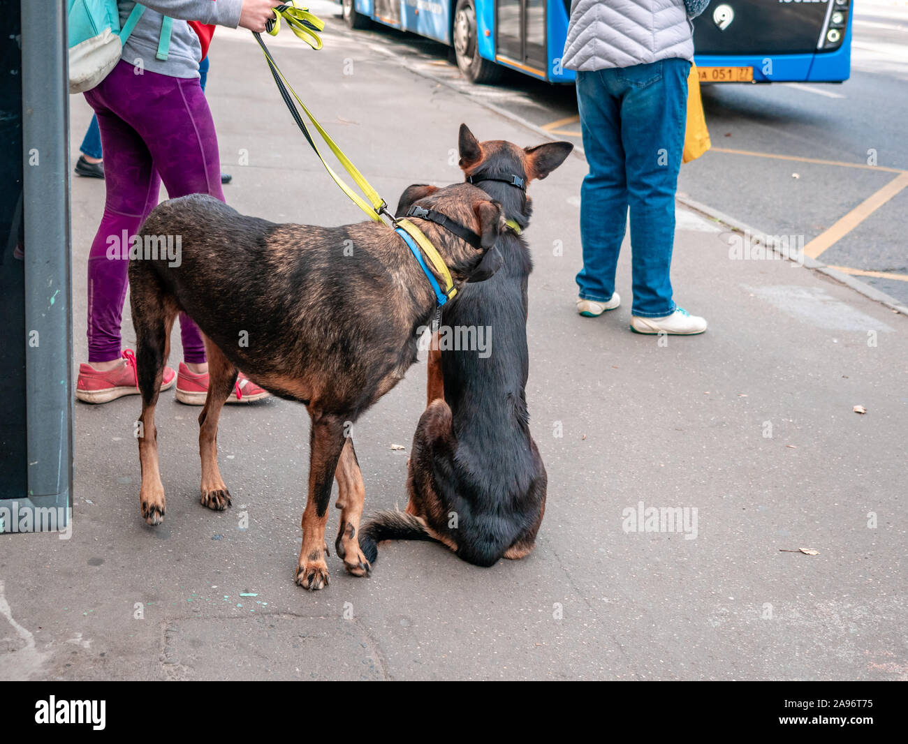Dog on bus public transport hi-res stock photography and images - Alamy