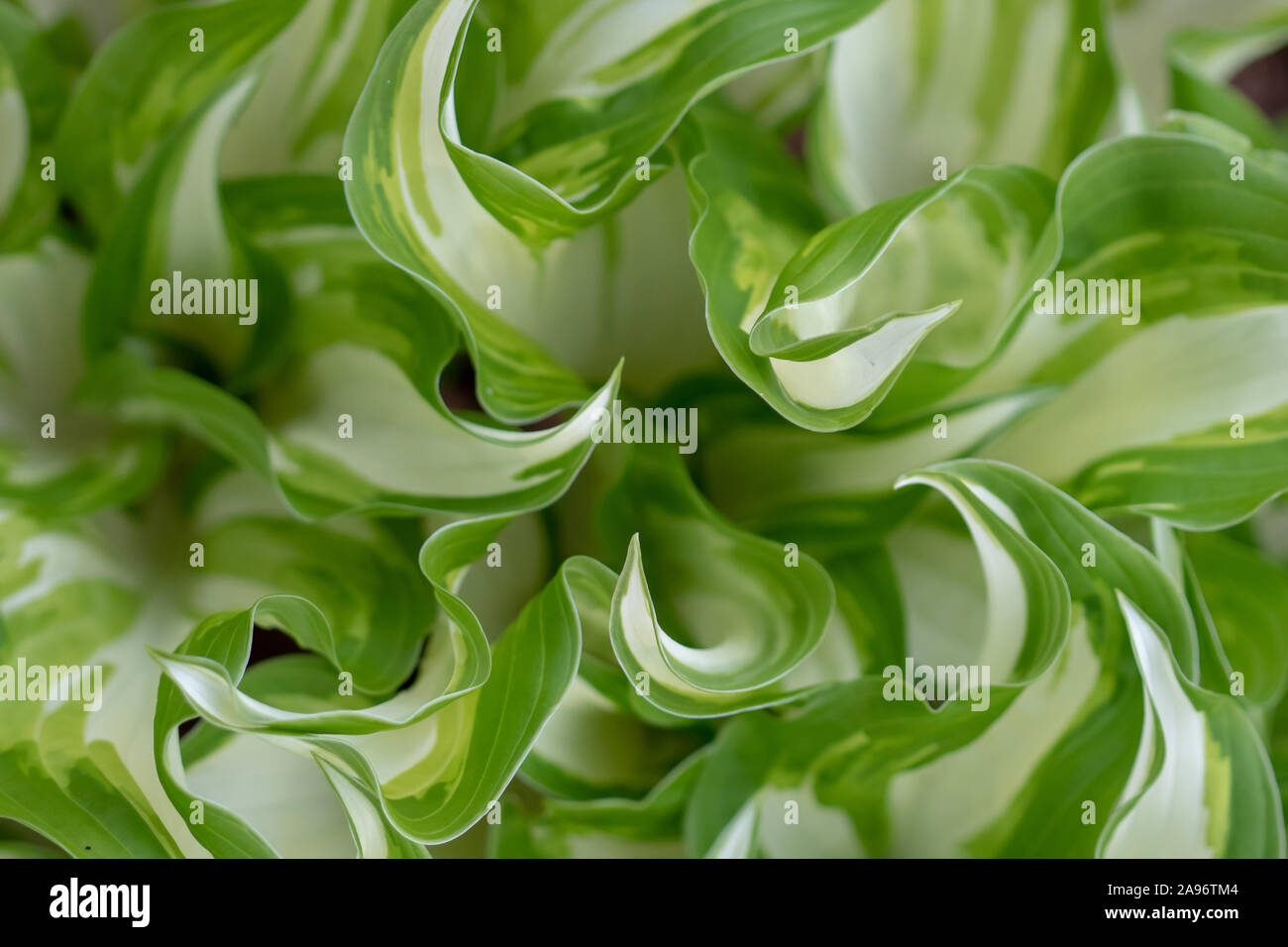 Interesting texture of the plant hi-res stock photography and images ...