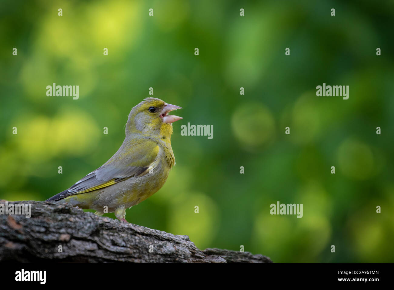 Female greenfinch in tree hi-res stock photography and images - Alamy