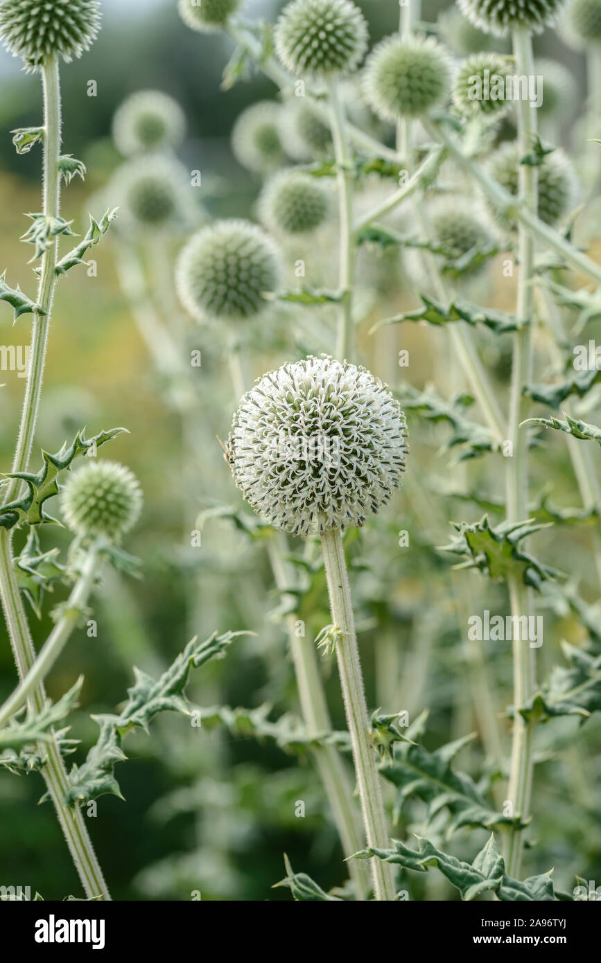 Kugel-Distel (Echinops sphaerocephalus Stock Photo - Alamy