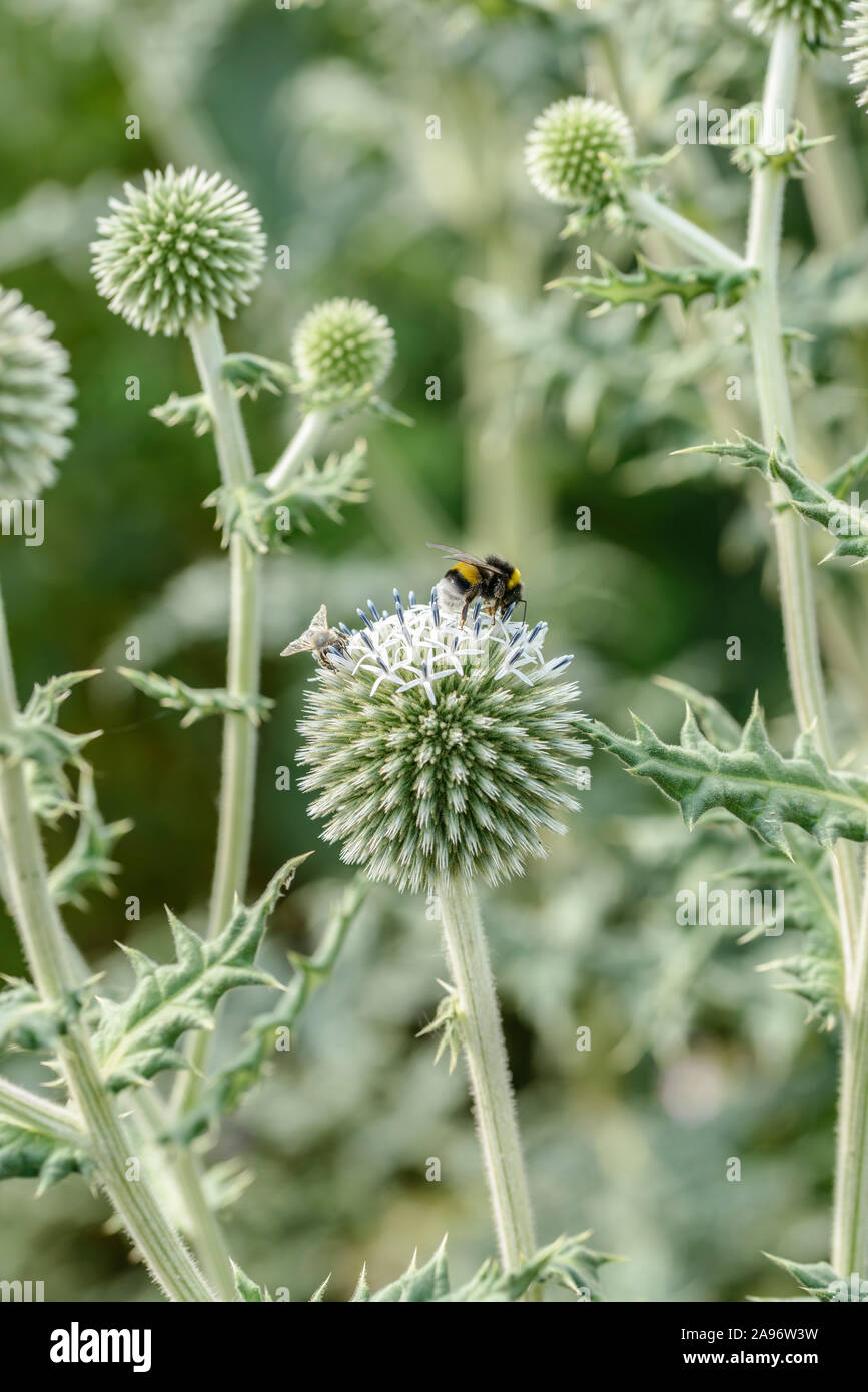 Kugel-Distel (Echinops sphaerocephalus Stock Photo - Alamy