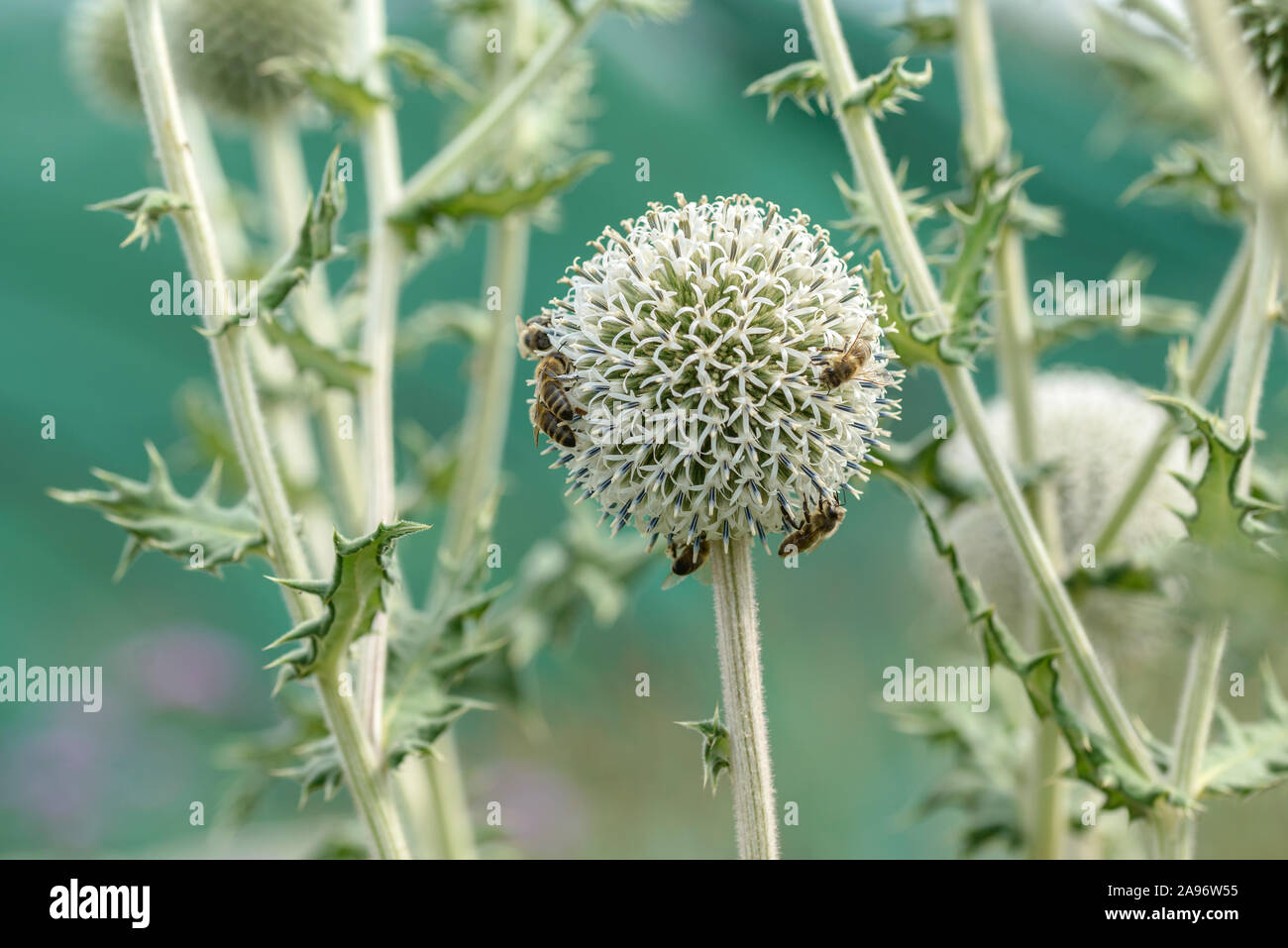 Kugel-Distel (Echinops sphaerocephalus Stock Photo - Alamy