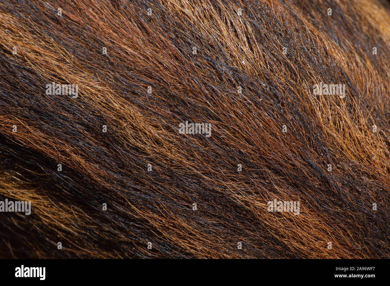 Dirty boars hi-res stock photography and images - Alamy