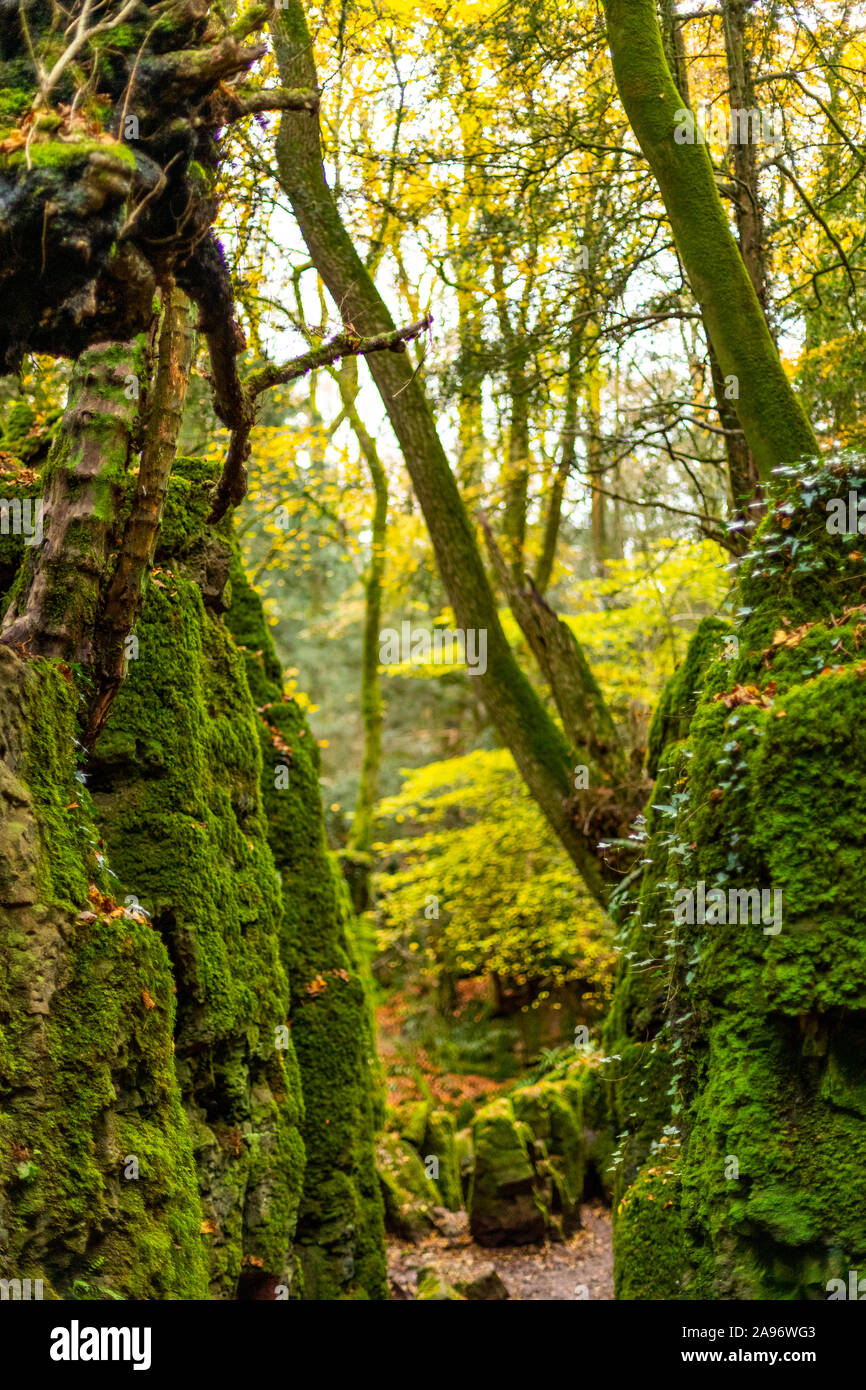 Lichen and moss on a wet rock face. Puzzlewood, Forest of Dean ...