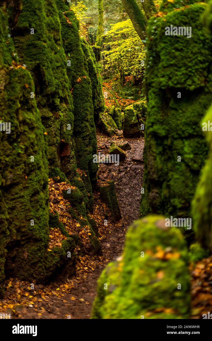 Lichen and moss on a wet rock face. Puzzlewood, Forest of Dean ...