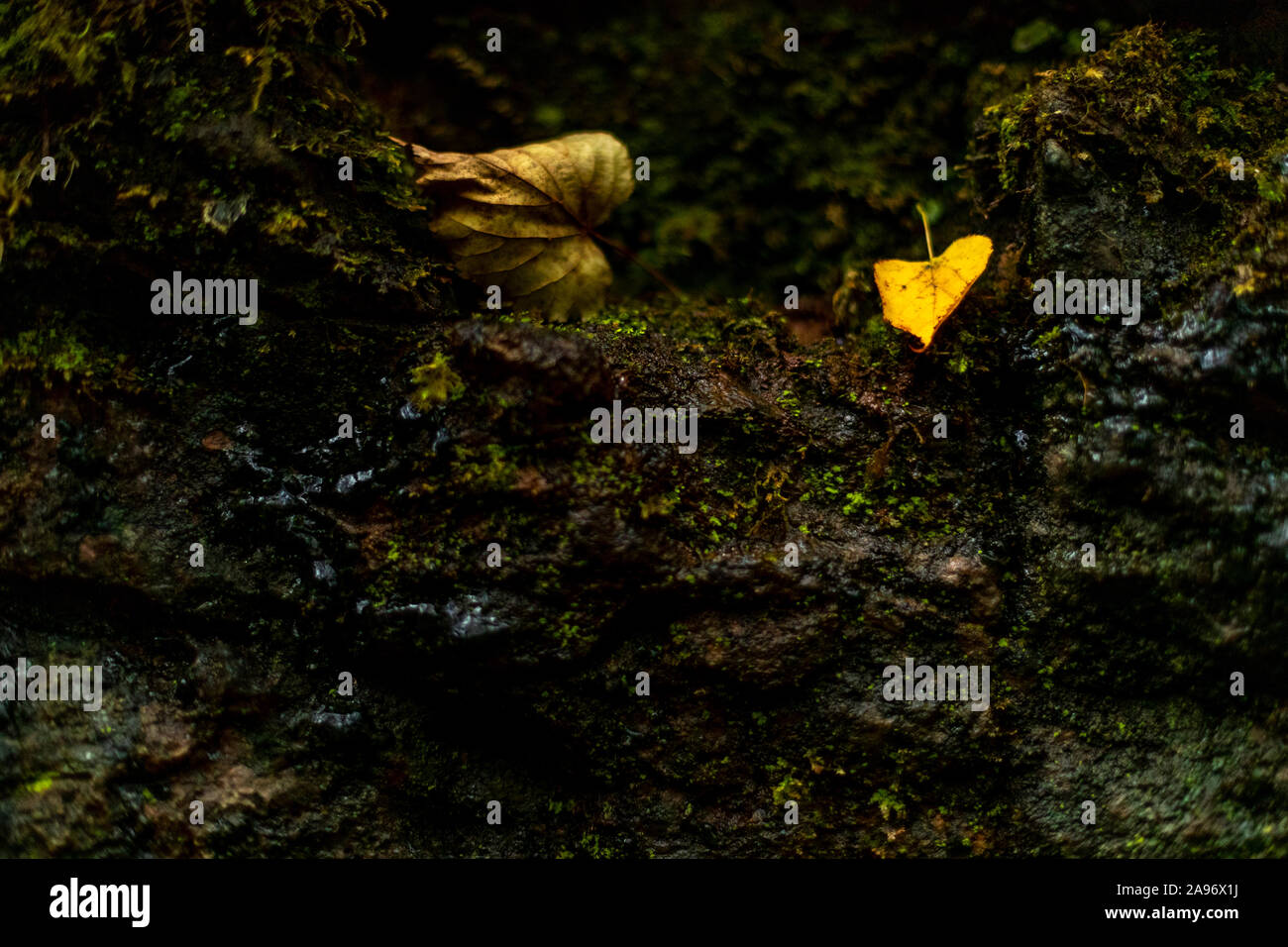 Free coleford hi-res stock photography and images - Alamy