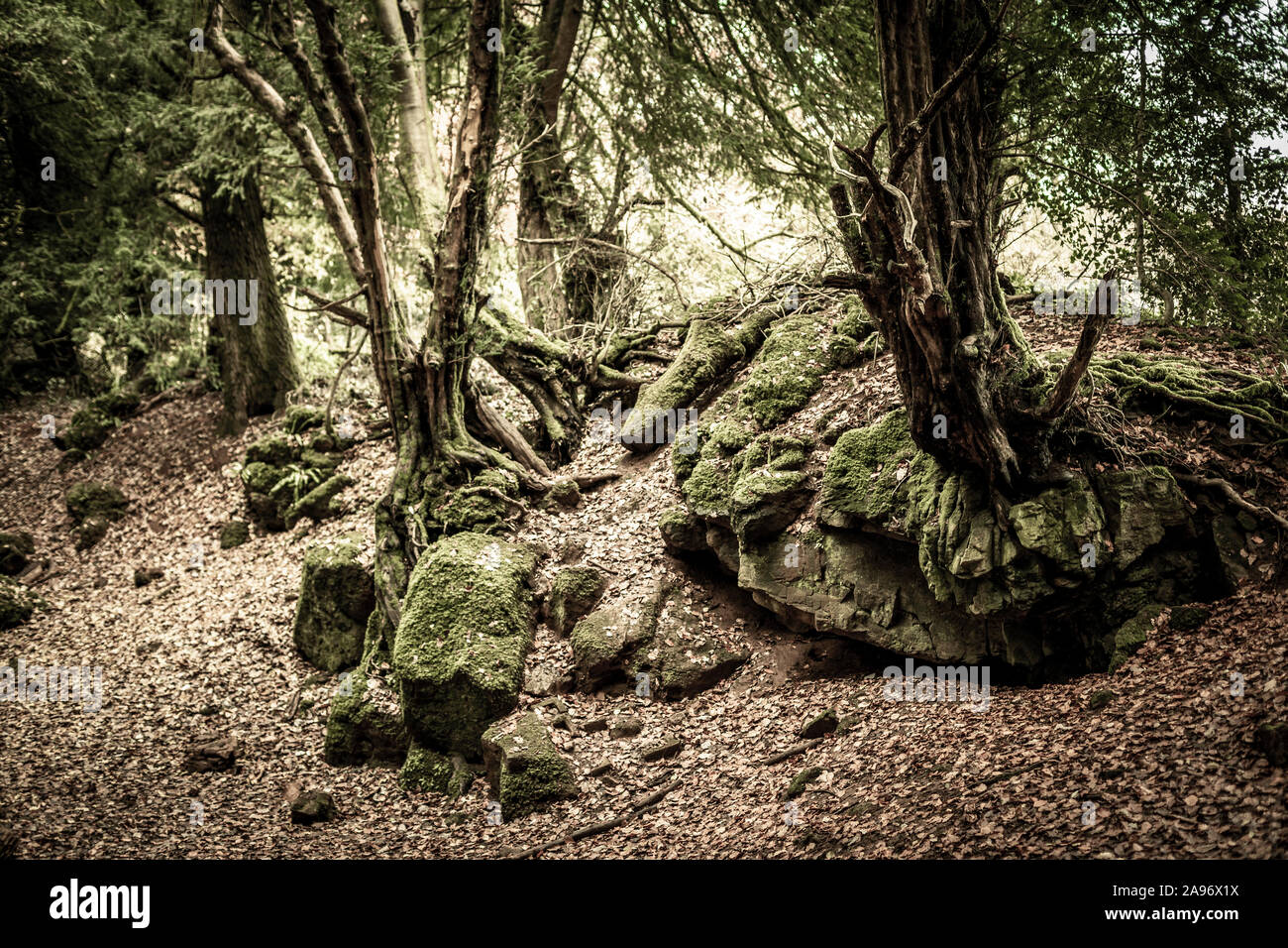 Forest of dean green footpath hi-res stock photography and images - Alamy