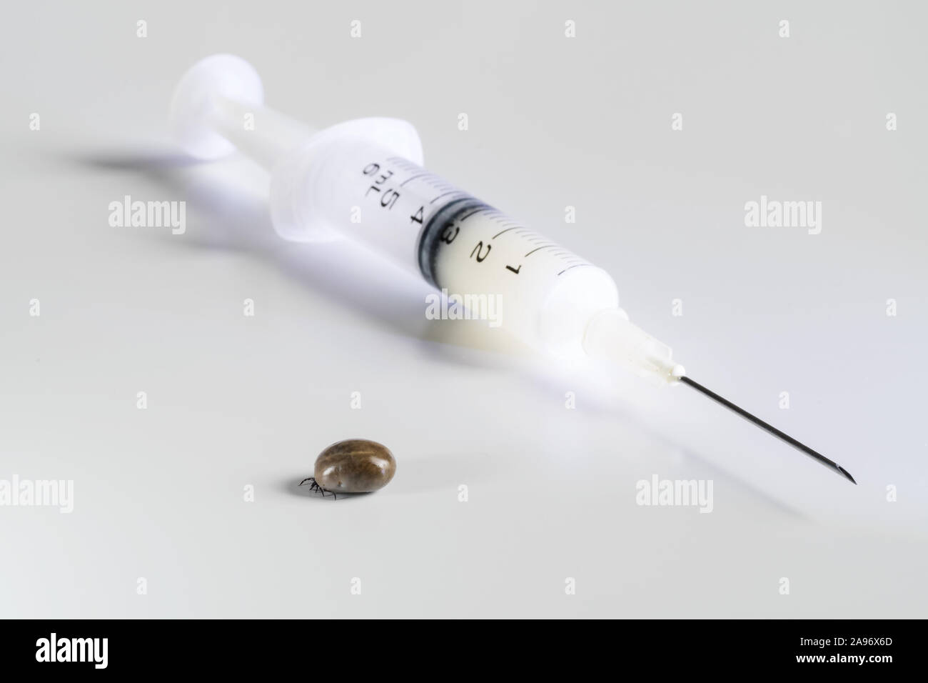 Engorged infected brown tick and syringe with encephalitis vaccine on ...