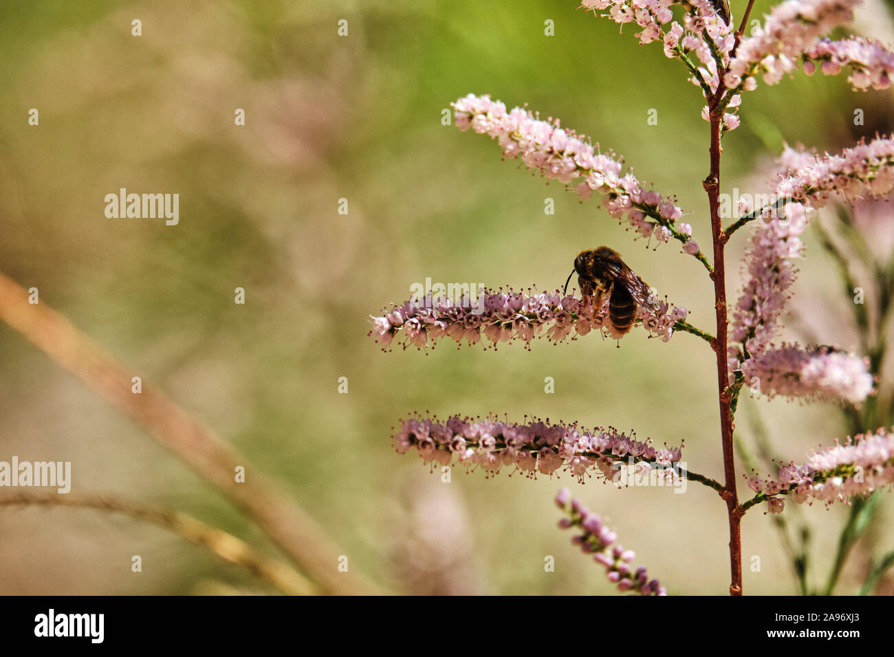 Honey bee pollinates a desert flower along the Cibeque Falls day hike ...