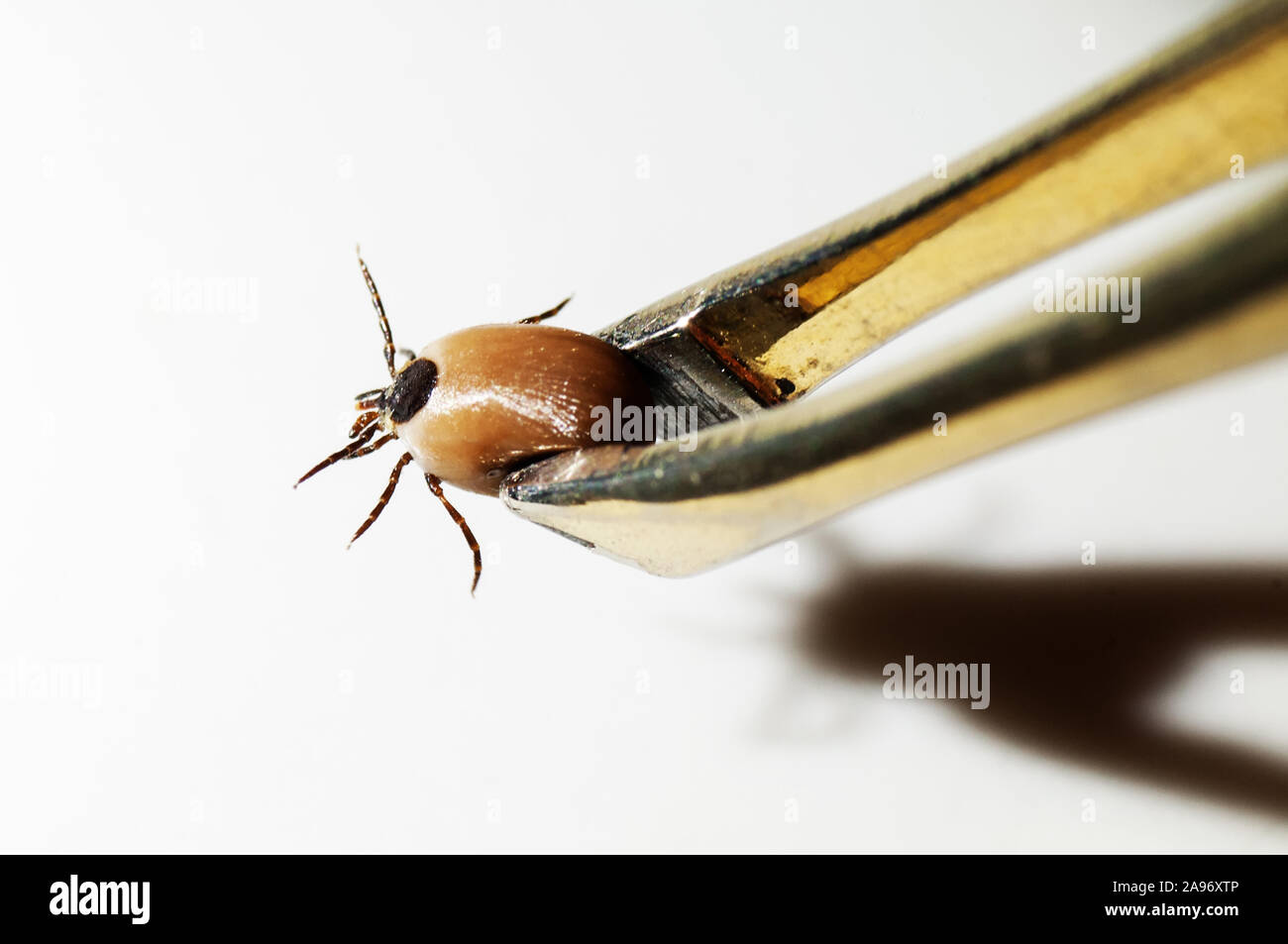 Closeup of engorged dog tick, Ixodes ricinus, held by tweezers isolated ...