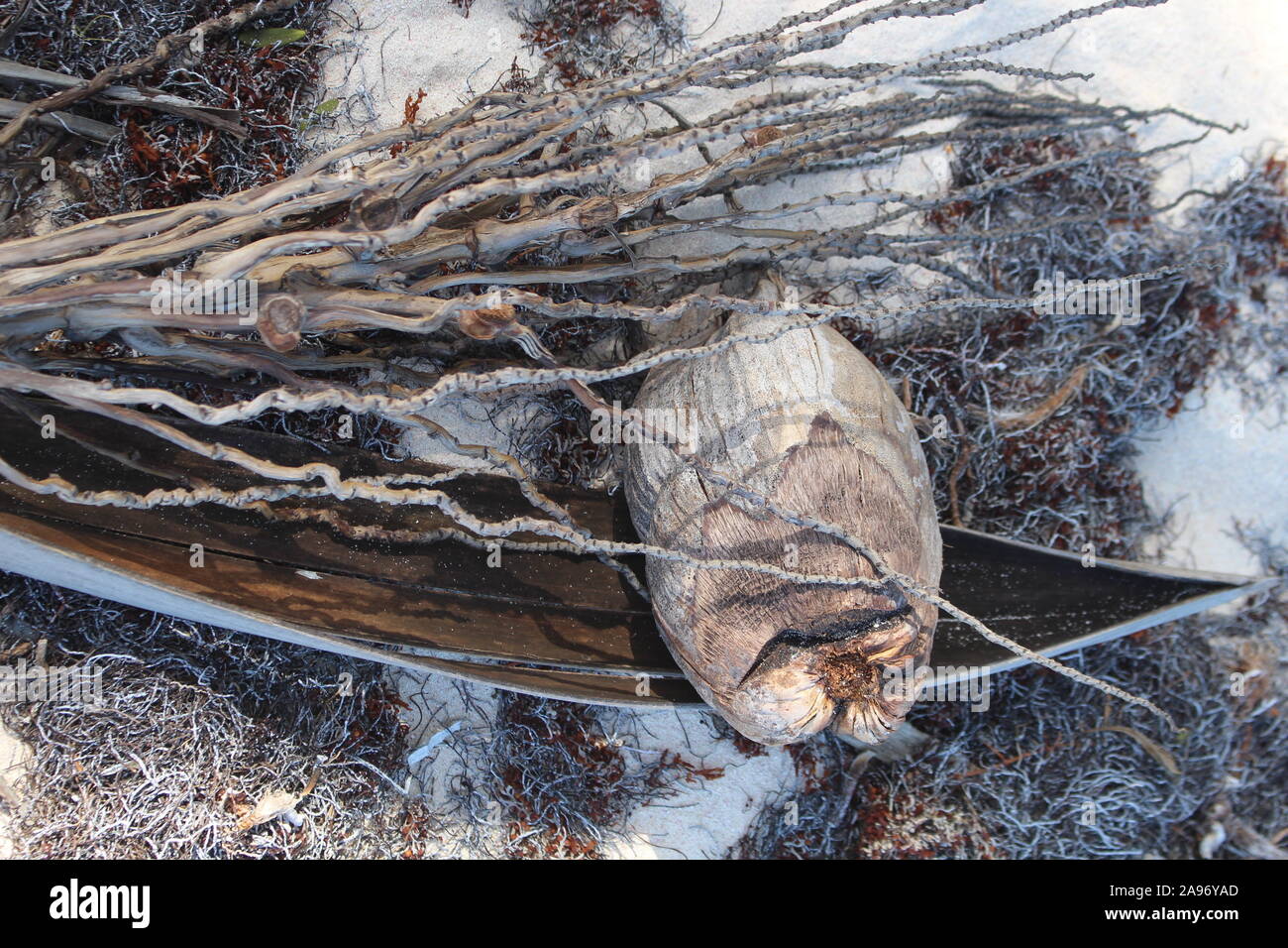Cocoa nut with branches hi-res stock photography and images - Alamy