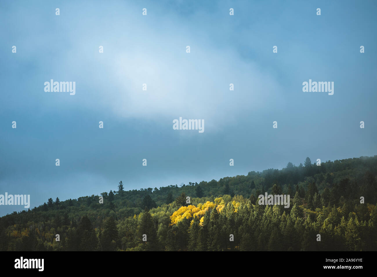 A group of yellow trees is illuminated by a ray of light against a dark ...