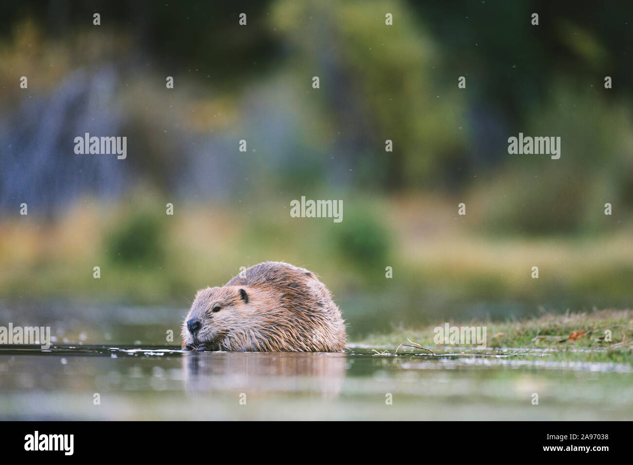 At ground level, a beaver nibbles on a branch while standing in shallow ...