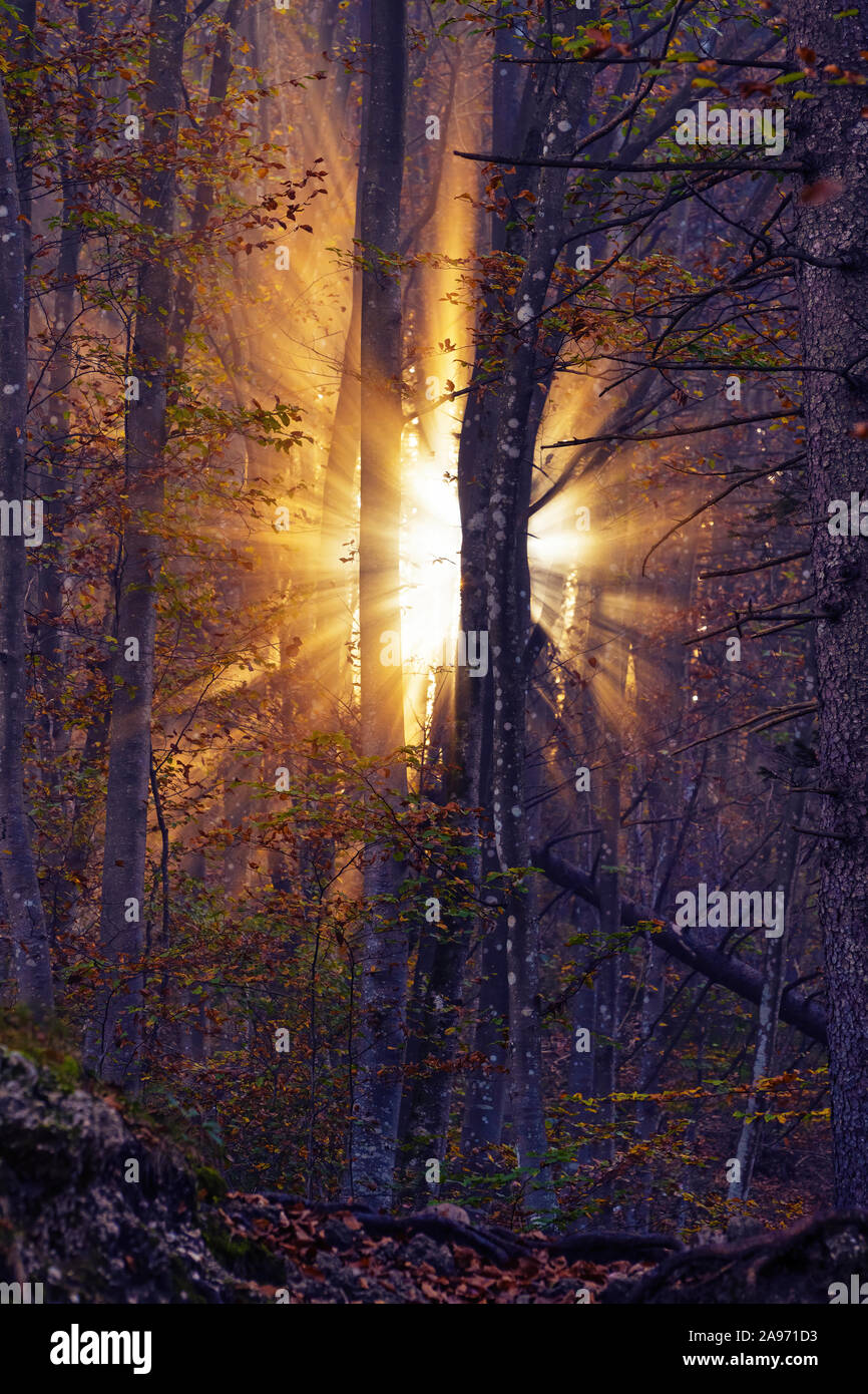 Sun shining through fog hi-res stock photography and images - Alamy