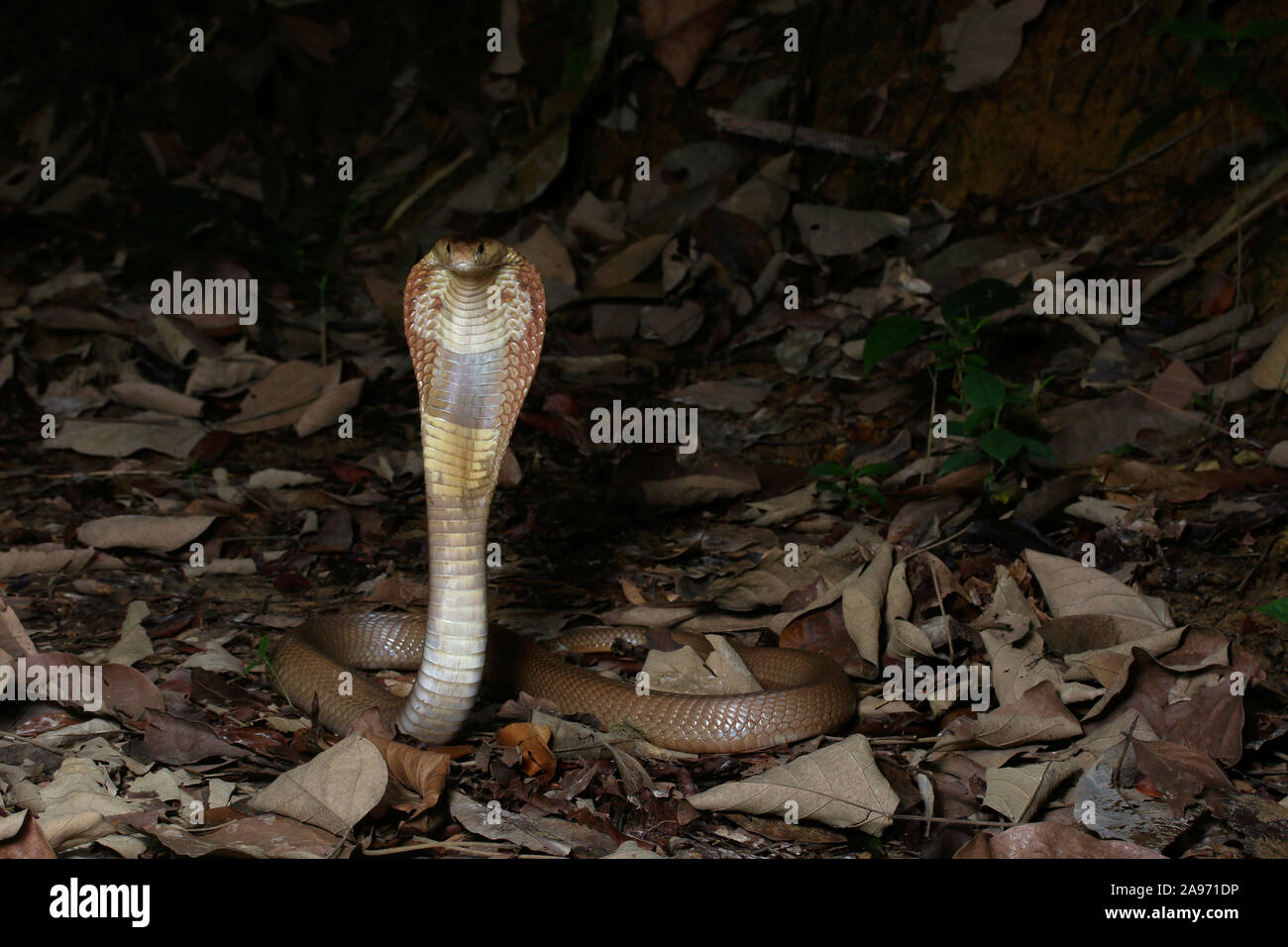 Venomous snakes of myanmar hi-res stock photography and images - Alamy