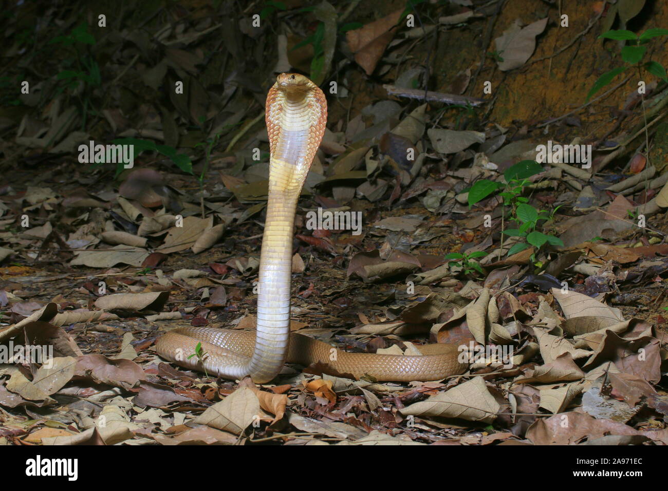 Venomous snakes of myanmar hi-res stock photography and images - Alamy