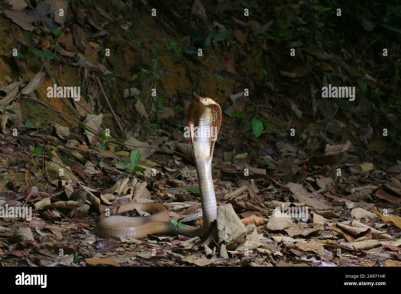 Venomous snakes of myanmar hi-res stock photography and images - Alamy
