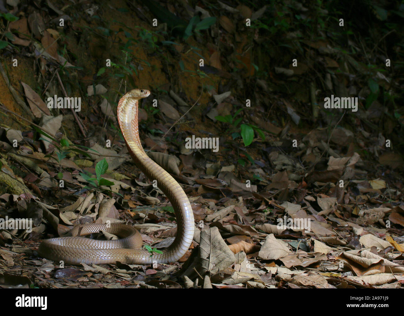 Venomous snakes of myanmar hi-res stock photography and images - Alamy