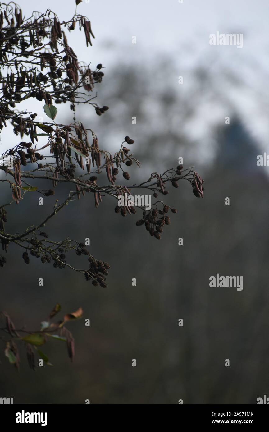 Brown in grey Stock Photo - Alamy