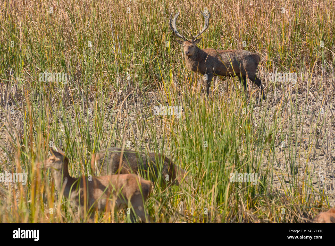 deer in the mating period Stock Photo - Alamy