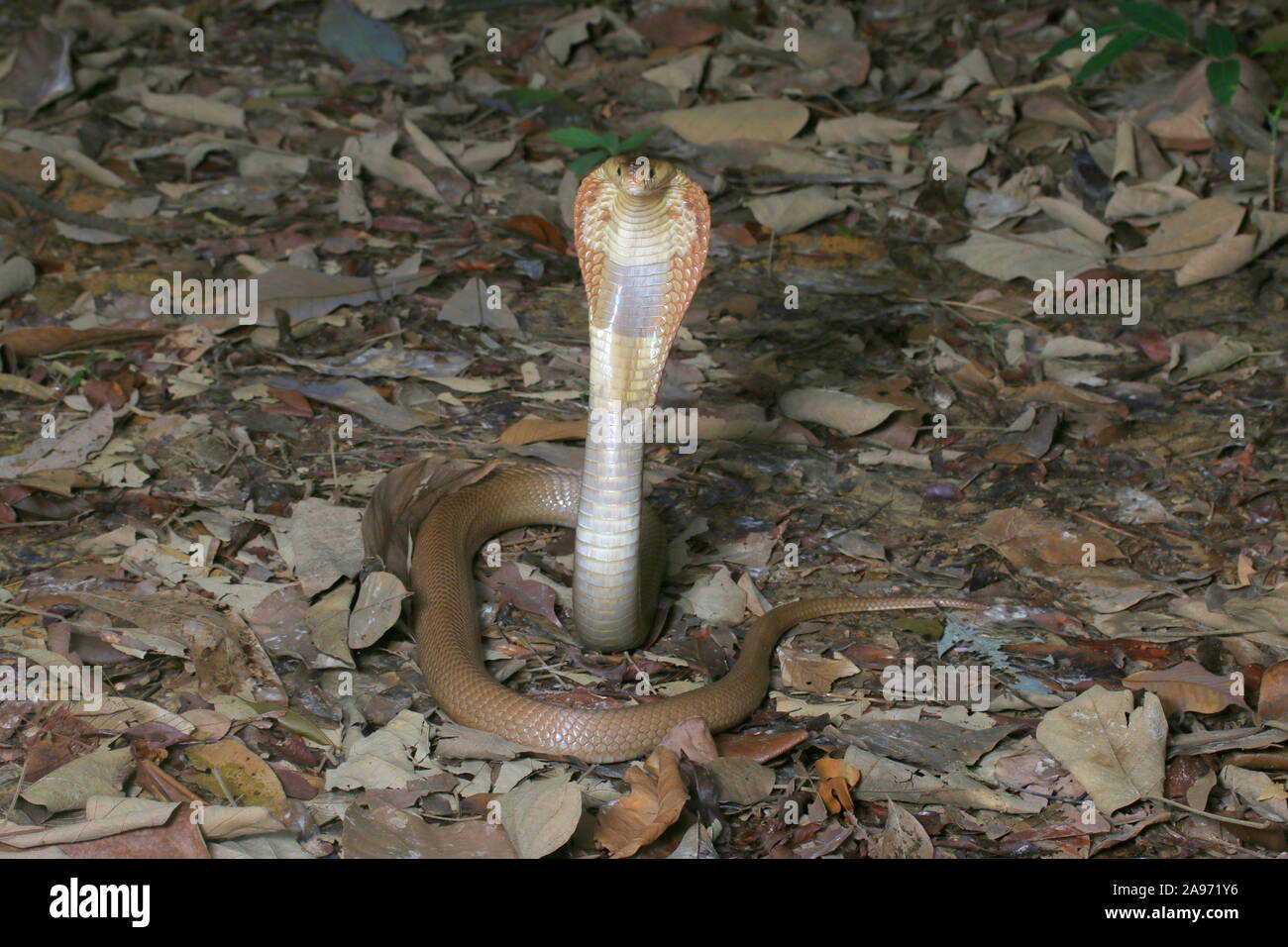 Venomous snakes of myanmar hi-res stock photography and images - Alamy